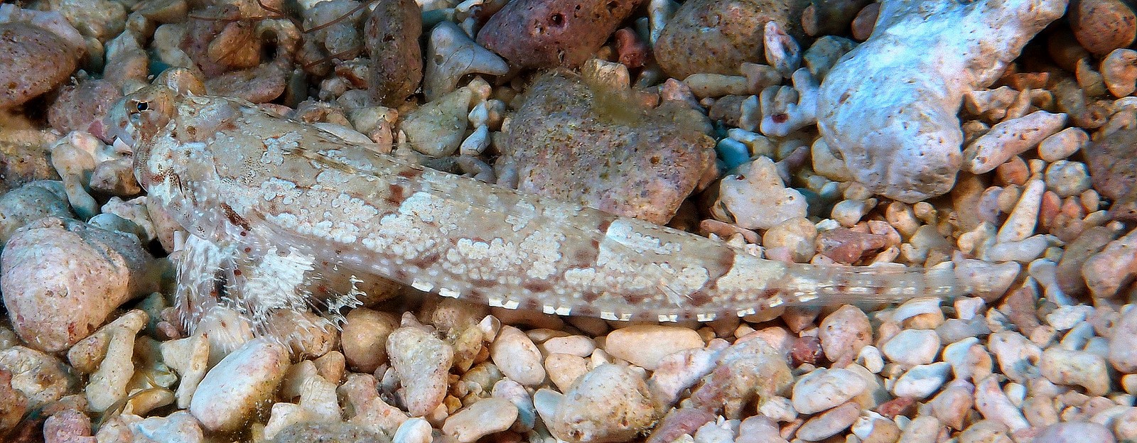 DIPLOGRAMMUS GORAMENSIS BLEEKER 1858 