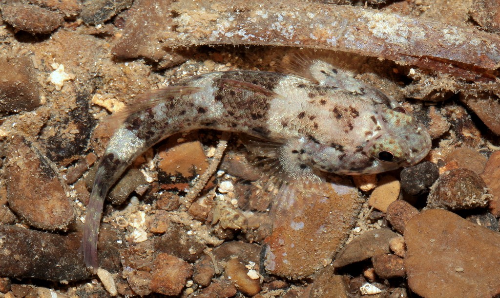 BATHYGOBIUS COCOSENSIS - (BLEEKER, 1854)