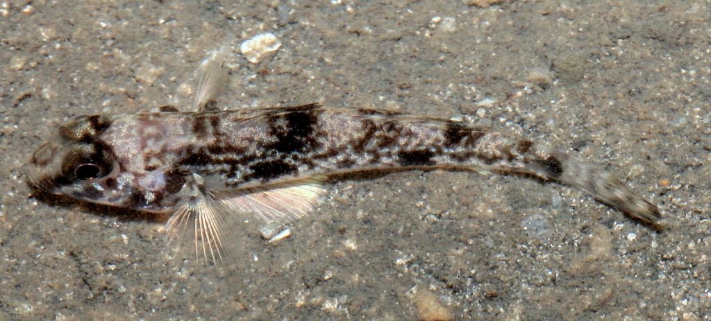 ACENTROGOBIUS NEBULOSUS - (FORSSKAL, 1775)