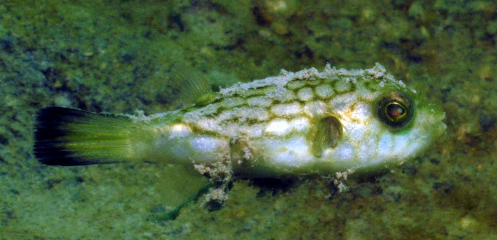CHELONODONTOPS PATOCA - (HAMILTON, 1822)