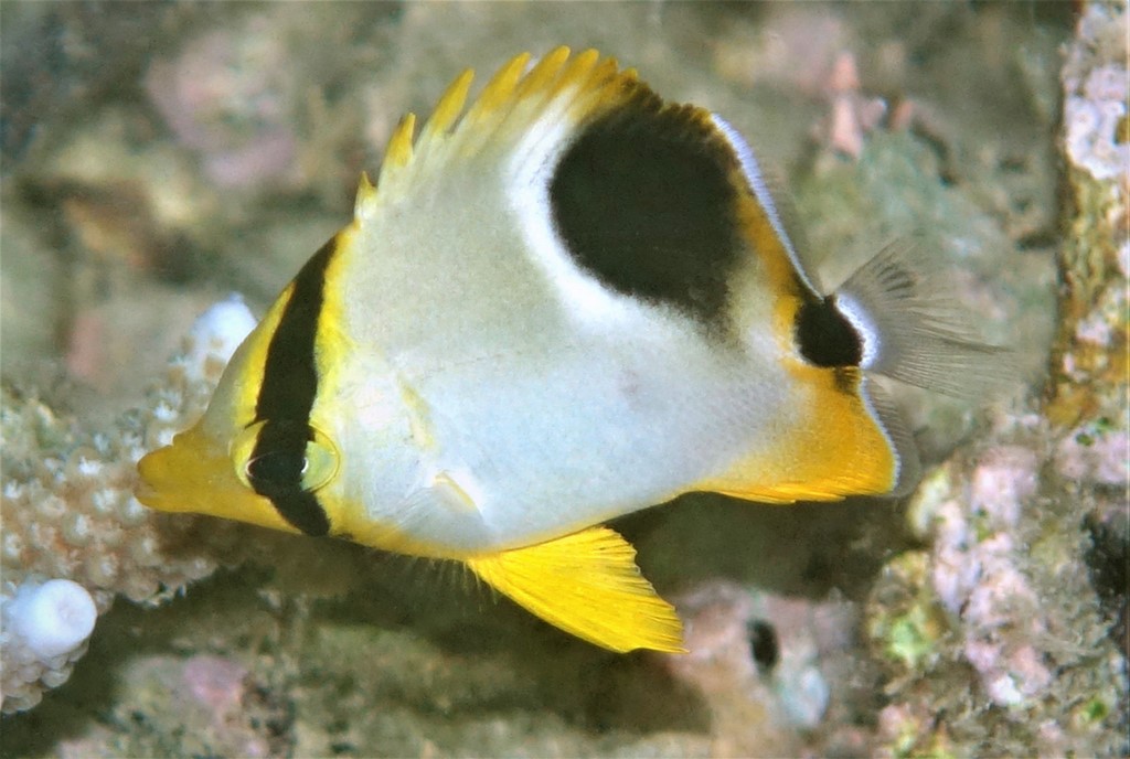 CHAETODON EPHIPPIUM - (CUVIER, 1831)