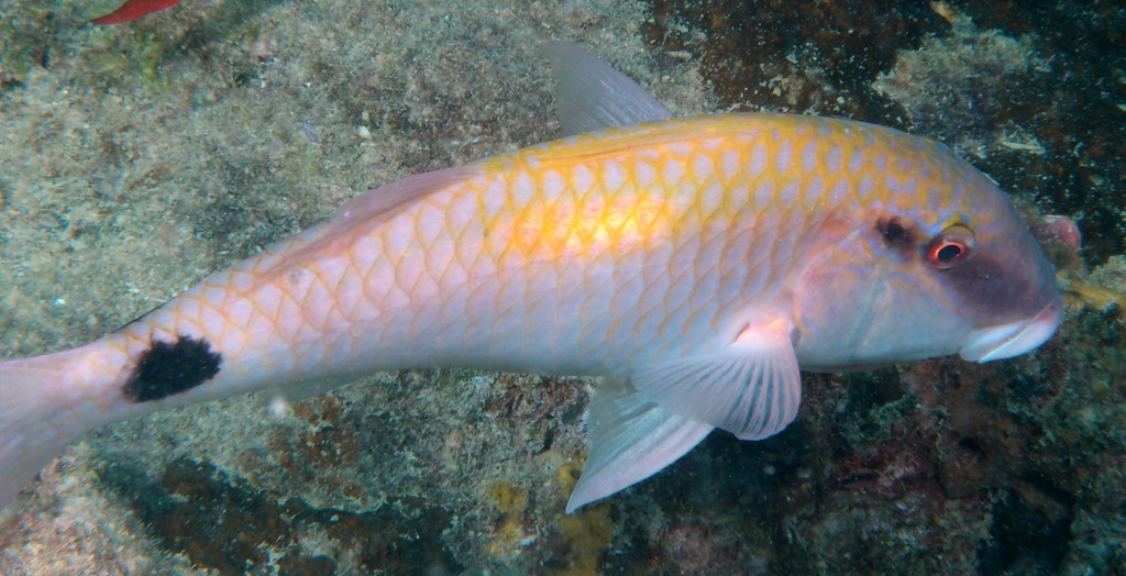 PARUPENEUS INDICUS - (SHAW, 1803)