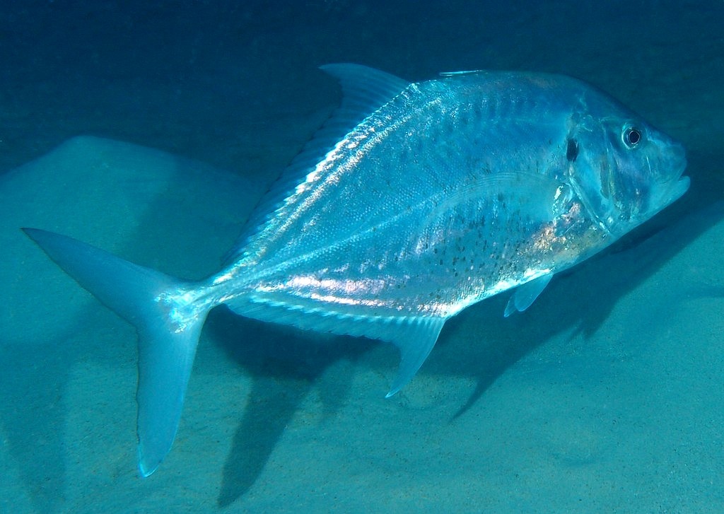 PLATYCARANX CHRYSOPHRYS - (CUVIER, 1833)