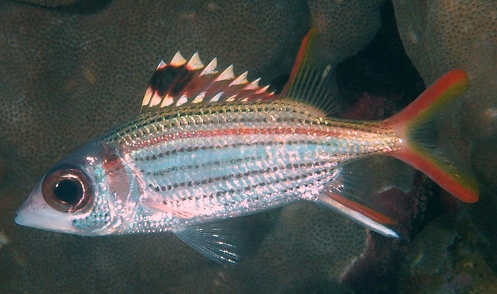 NEONIPHON SAMMARA - (FABRICIUS, 1775)