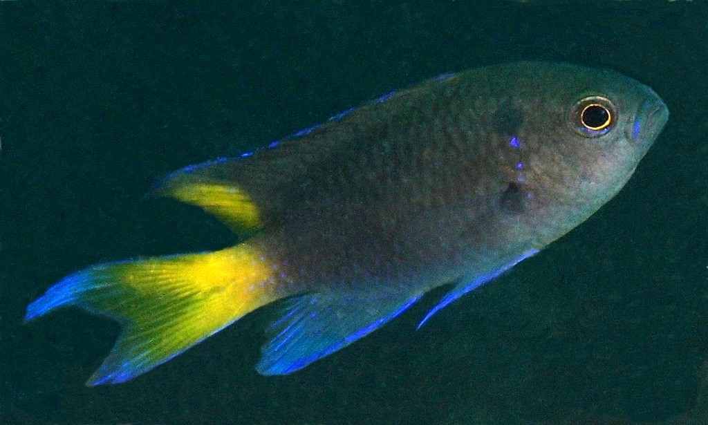 NEOPOMACENTRUS NEMURUS - (BLEEKER, 1857)