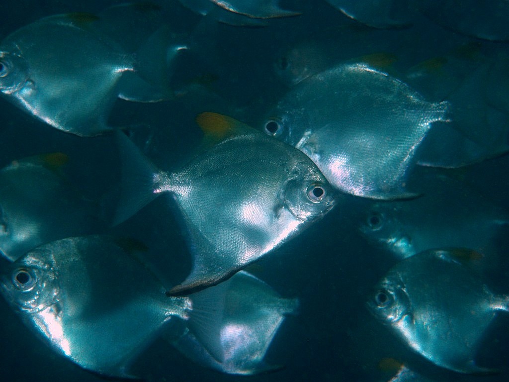 MONODACTYLUS ARGENTEUS - (LINNAEUS, 1758)