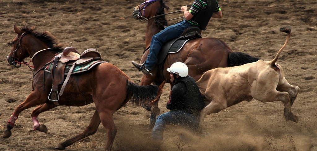 BULLDOGGER SAUTANT SUR UN BOUVILLON
