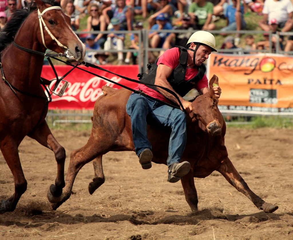 BULLDOGGER SAUTANT SUR UN BOUVILLON