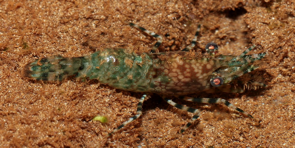 SARON MARMORATUS - (OLIVIER, 1811)