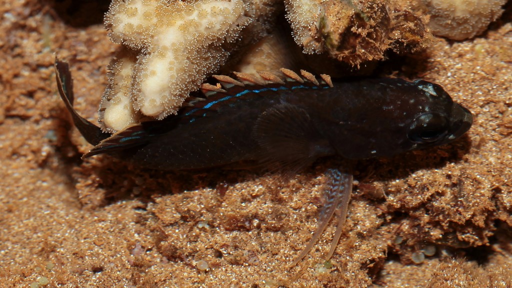 PLESIOPS COERULEOLINEATUS - (RUPPELL, 1835)
