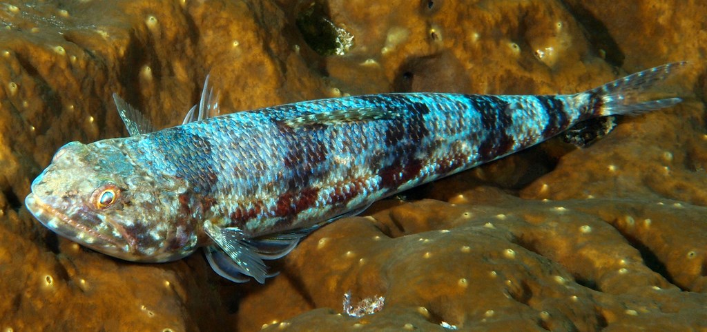 SYNODUS VARIEGATUS - (LACEPEDE, 1803)