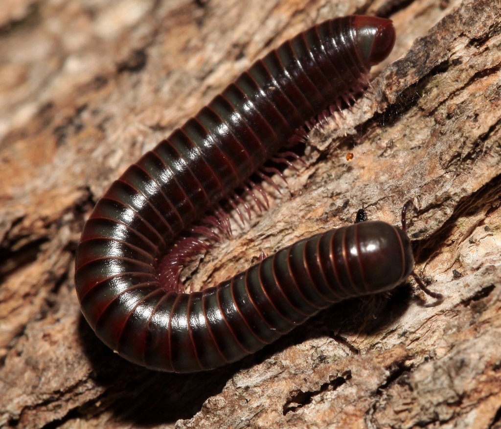 Insectes et papillons de Nouvelle-Calédonie