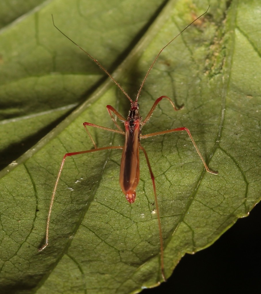 Insectes et papillons de Nouvelle-Calédonie