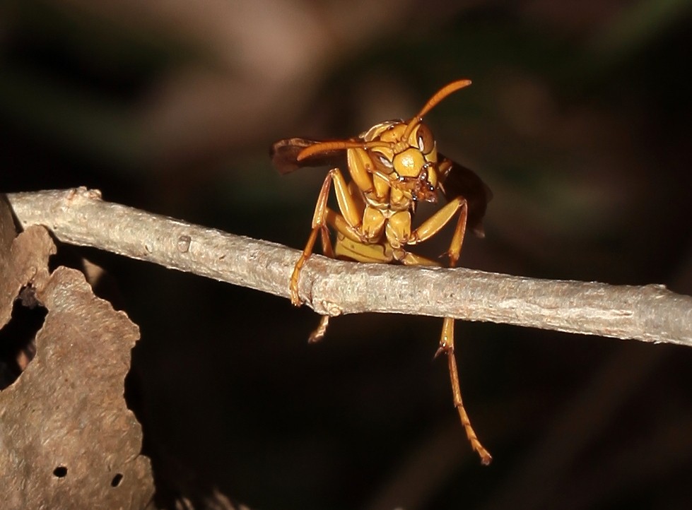 Insectes et papillons de Nouvelle-Calédonie
