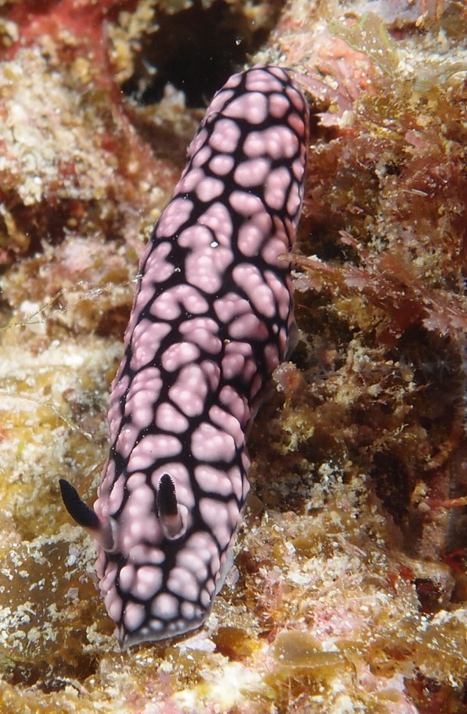 PHYLLIDIELLA PUSTULOSA - (CUVIER, 1804)