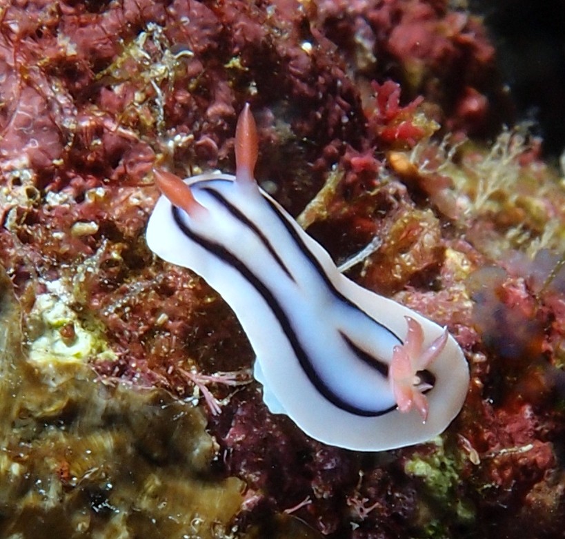 CHROMODORIS LOCHI - (RUDMAN, 1982)