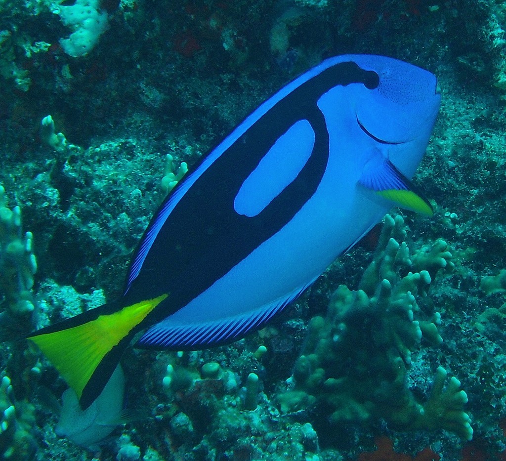 PARACANTHURUS HEPATUS - (LINNAEUS, 1766)