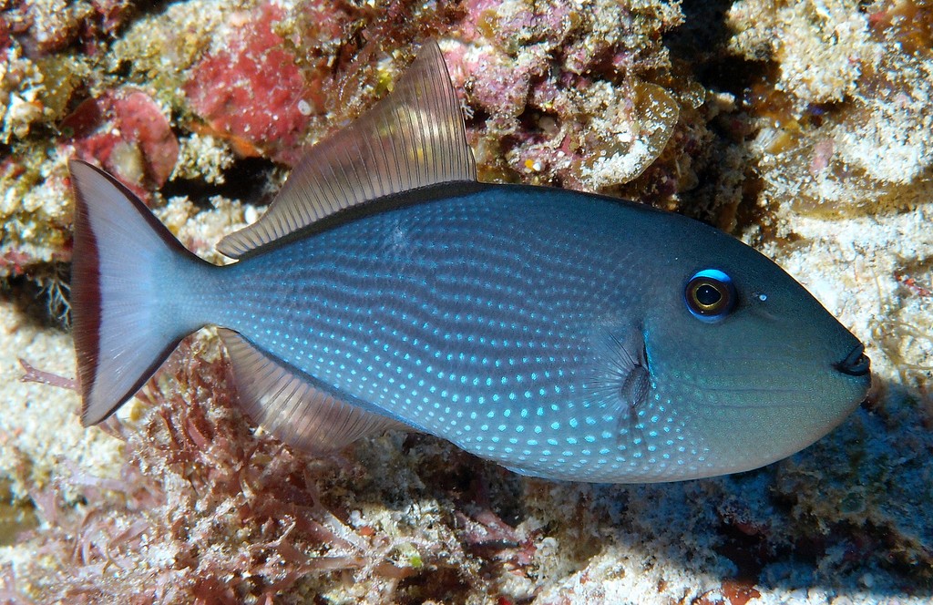 Xanthichthys - Alchetron, The Free Social Encyclopedia