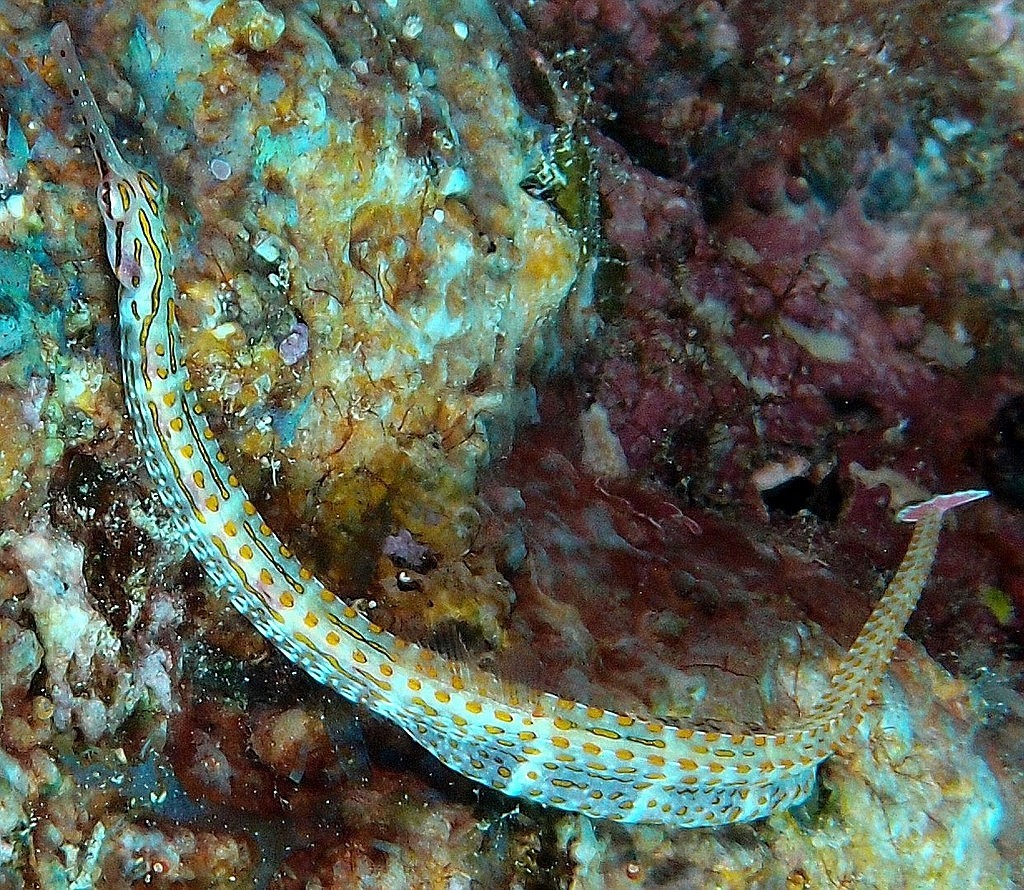 CORYTHOICHTHYS OCELLATUS - (HERALD, 1953)