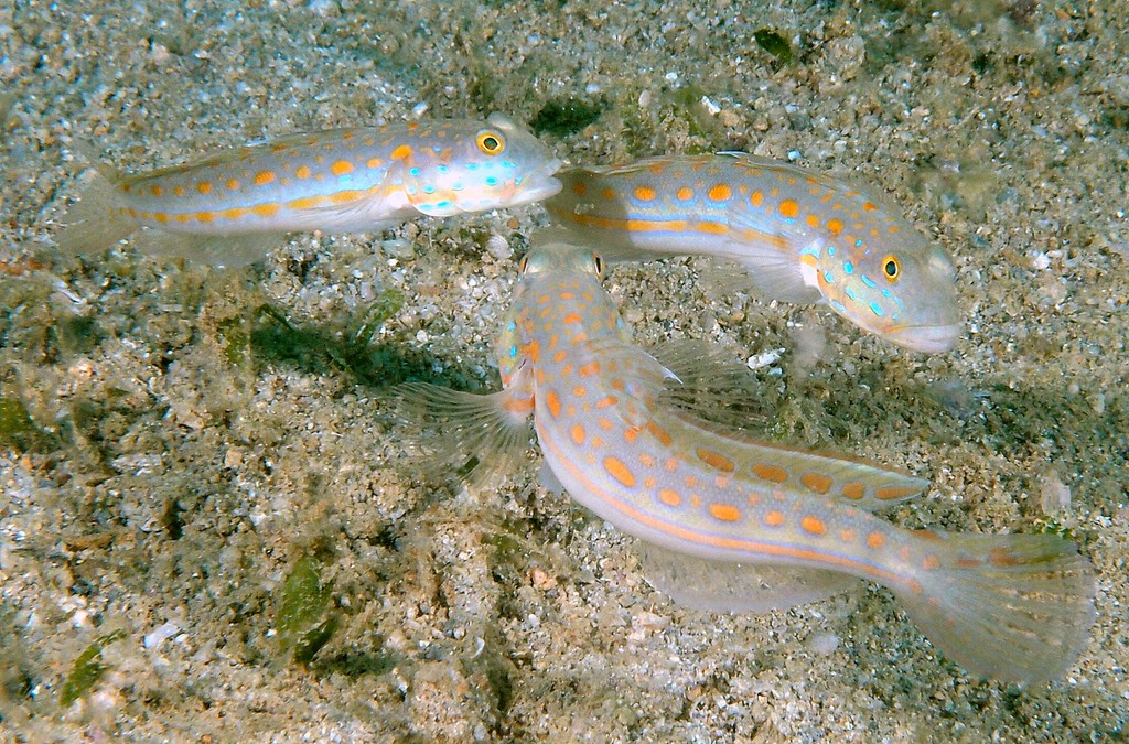 VALENCIENNEA PUELLARIS - (TOMIYAMA, 1956)