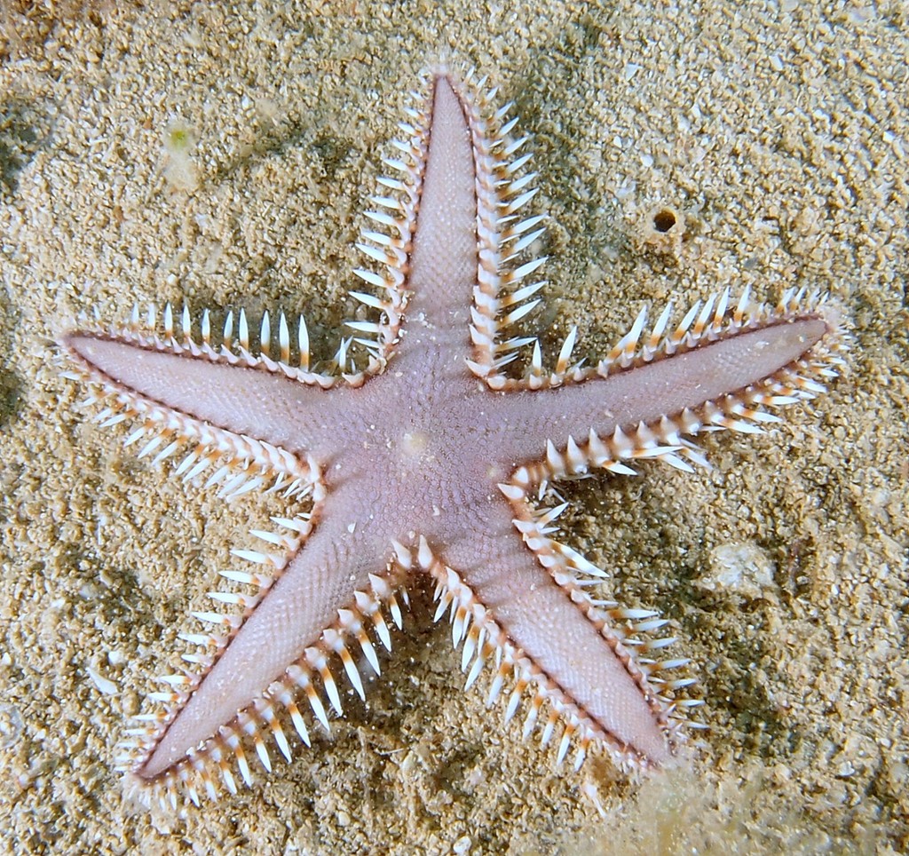 ASTROPECTEN POLYACANTHUS - (MULLER & TROSCHEL, 1842)