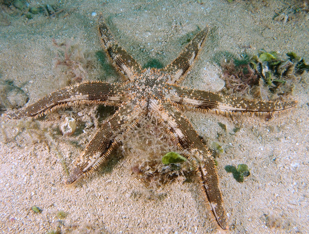 LUIDIA SAVIGNYI - (AUDOUIN, 1826)