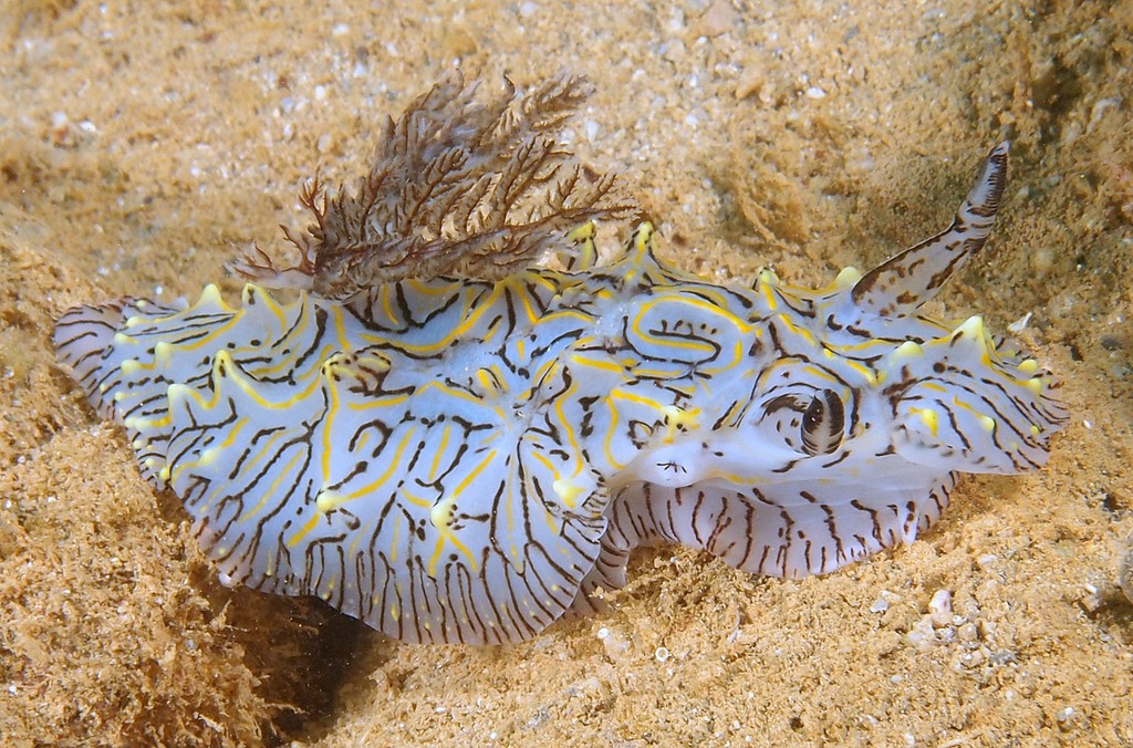 HALGERDA WILLEYI - (ELIOT, 1904)