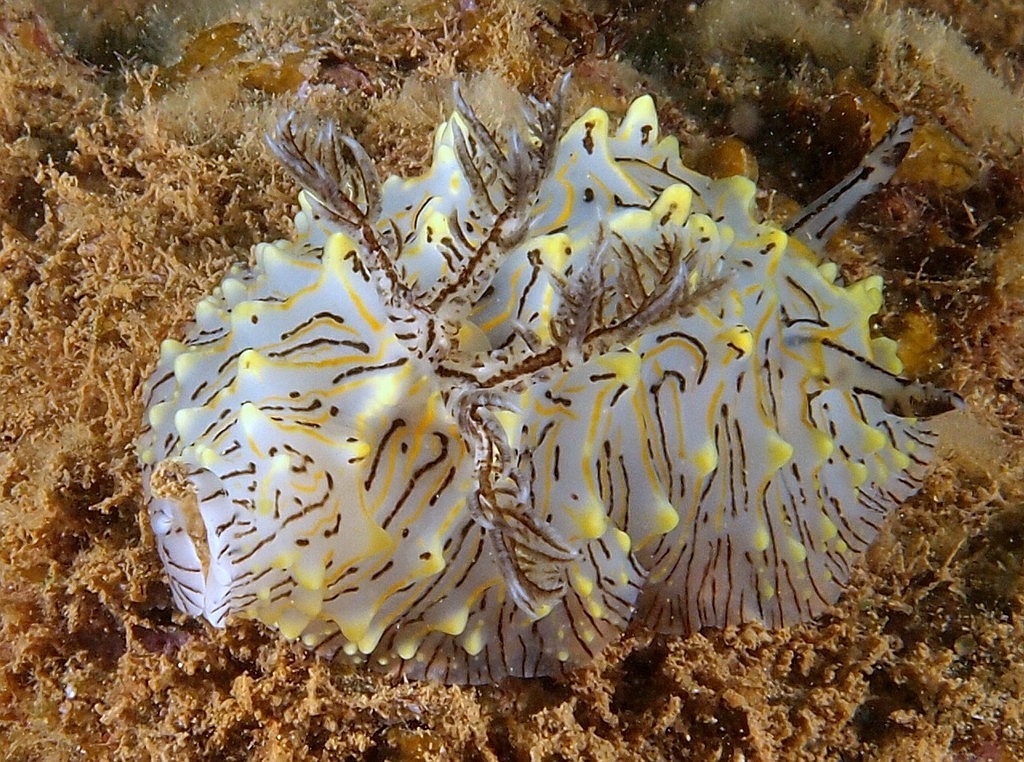 HALGERDA WILLEYI - (ELIOT, 1904)