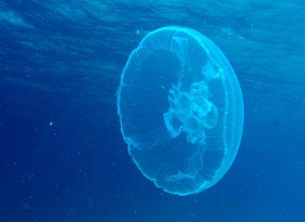 AURELIA AURITA - (LINNAEUS, 1758)