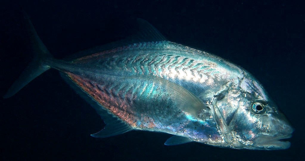 PLATYCARANX CHRYSOPHRYS - (CUVIER, 1833)