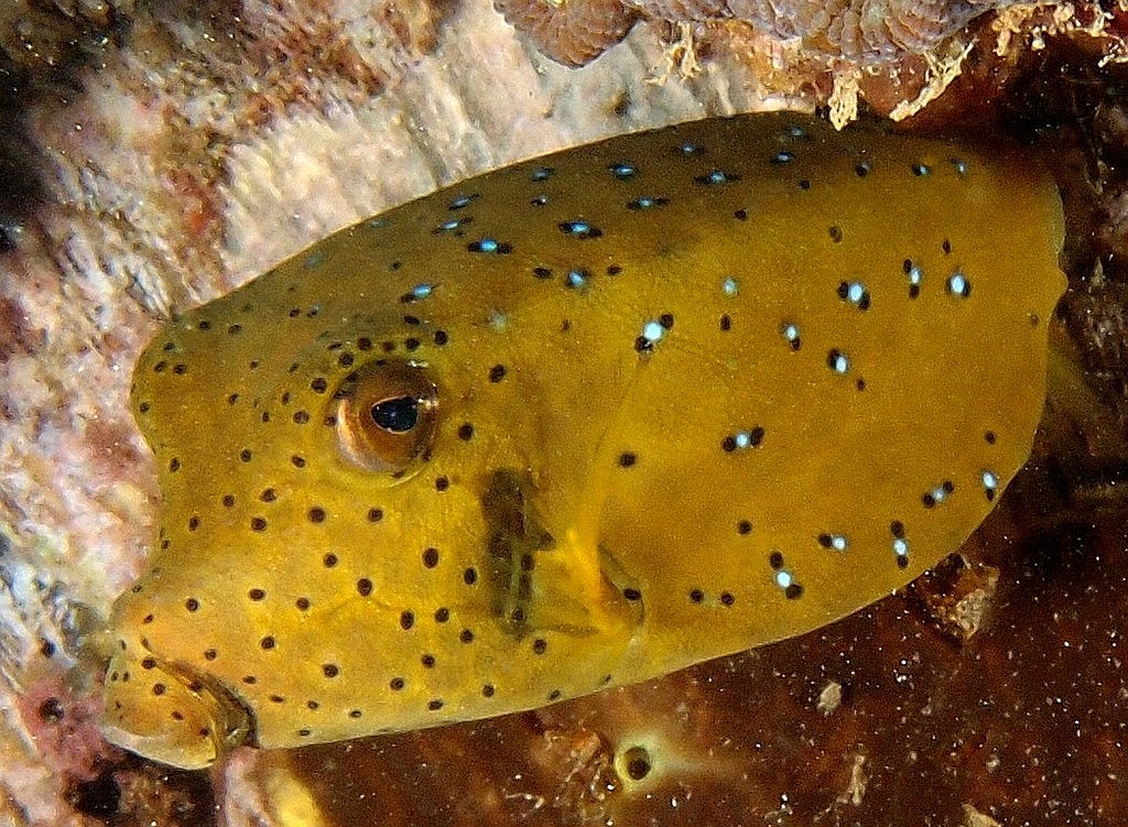 OSTRACION CUBICUS - (LINNAEUS, 1758)