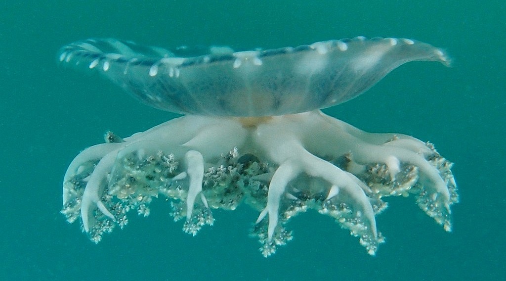 CASSIOPEA ANDROMEDA - (FORSSKAL, 1775)