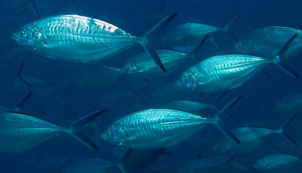 ALEPES VARI - (CUVIER, 1833)