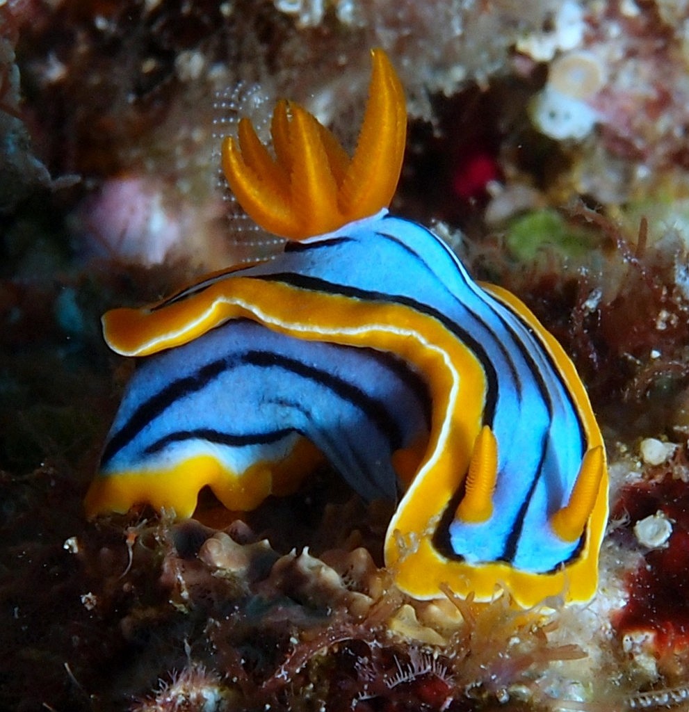 CHROMODORIS ELISABETHINA - (BERGH, 1877)