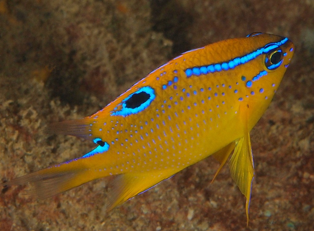 NEOGLYPHIDODON POLYACANTHUS - (OGILBY, 1889)
