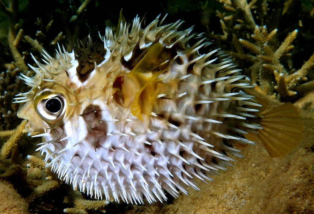 DIODON LITUROSUS - (SHAW, 1804)