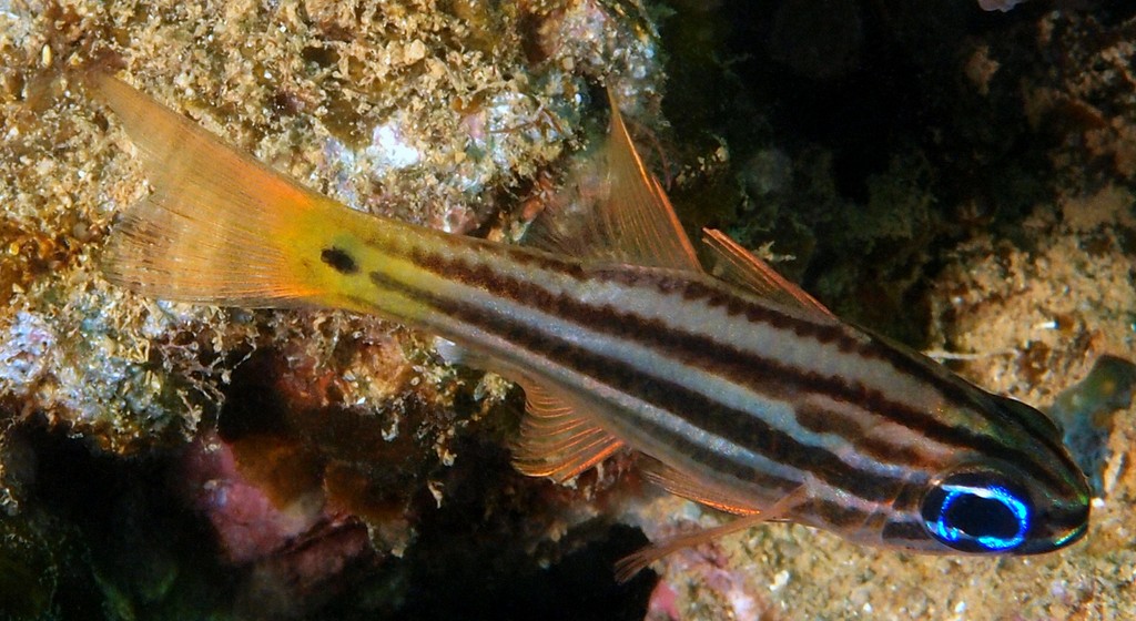 OSTORHINCHUS COMPRESSUS - (SMITH & RADCLIFFE, 1911)