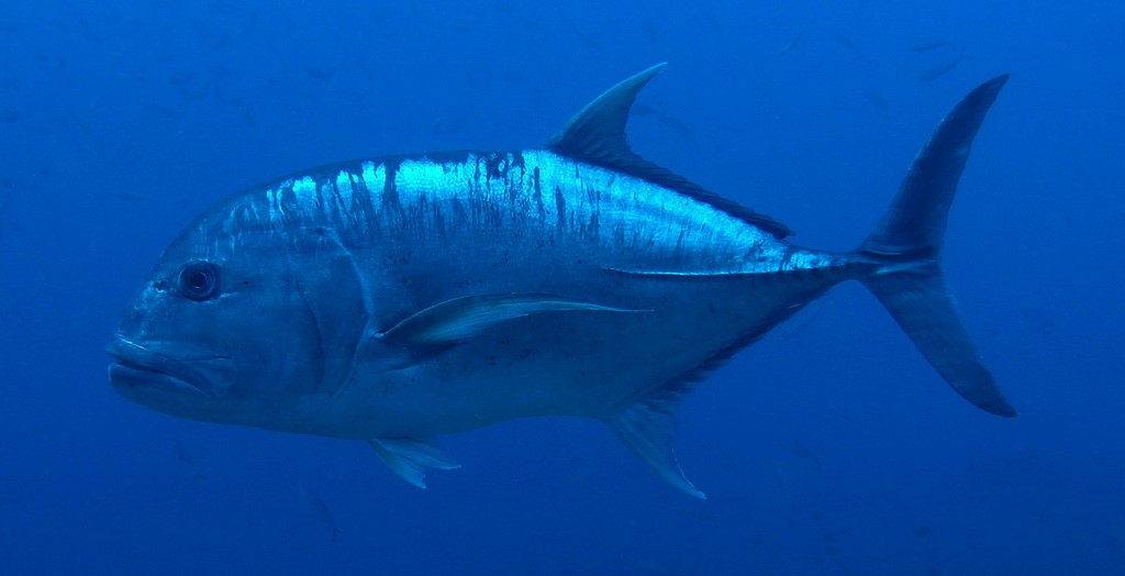 CARANX IGNOBILIS - (FORSSKAL, 1775)