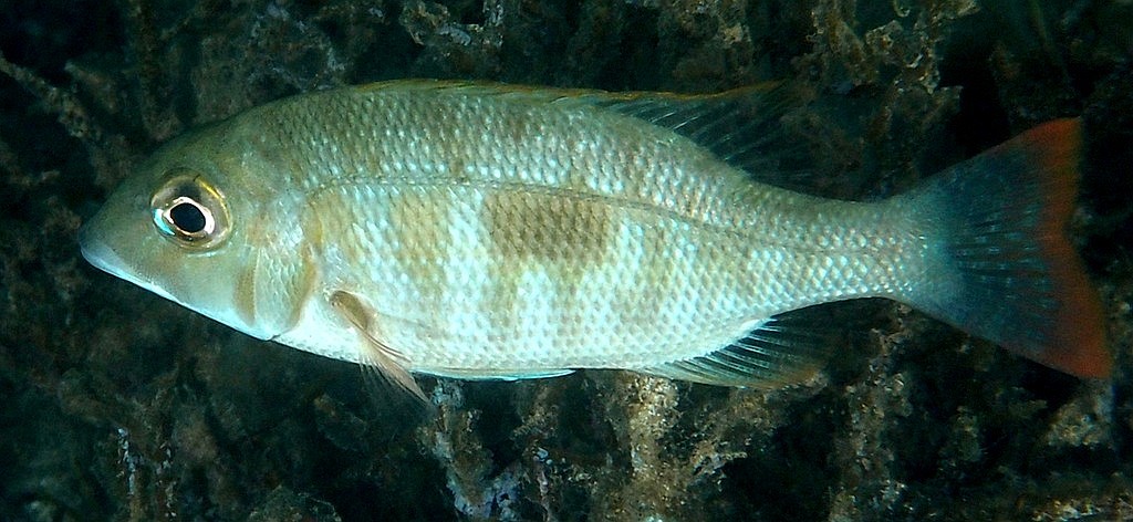 LETHRINUS HARAK - (FABRICIUS, 1775)