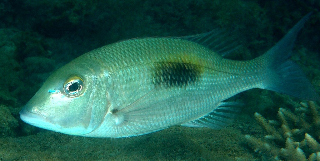 LETHRINUS HARAK - (FABRICIUS, 1775)