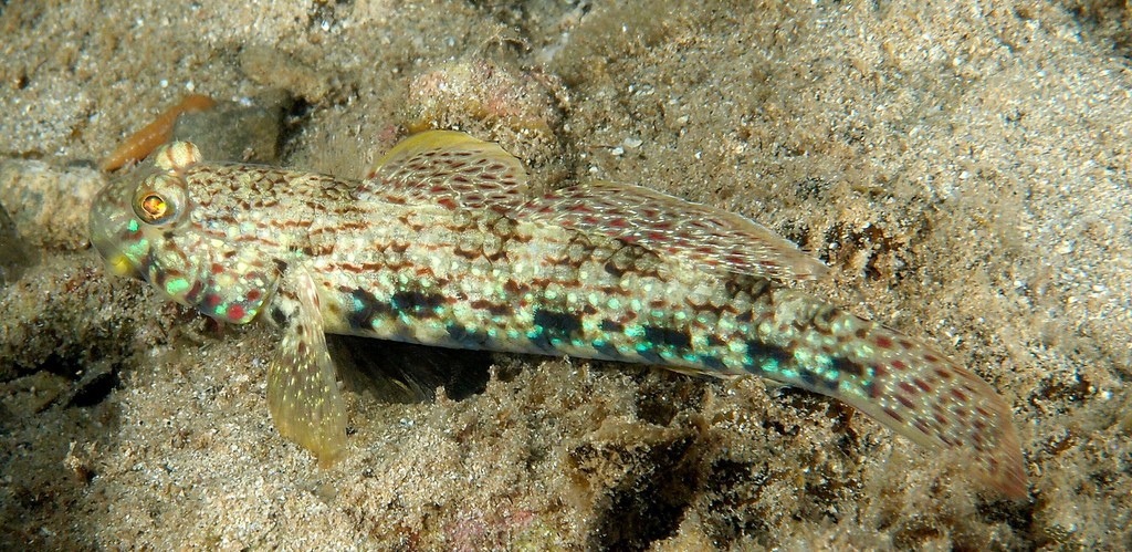 ISTIGOBIUS ORNATUS - (RUPPELL, 1830)