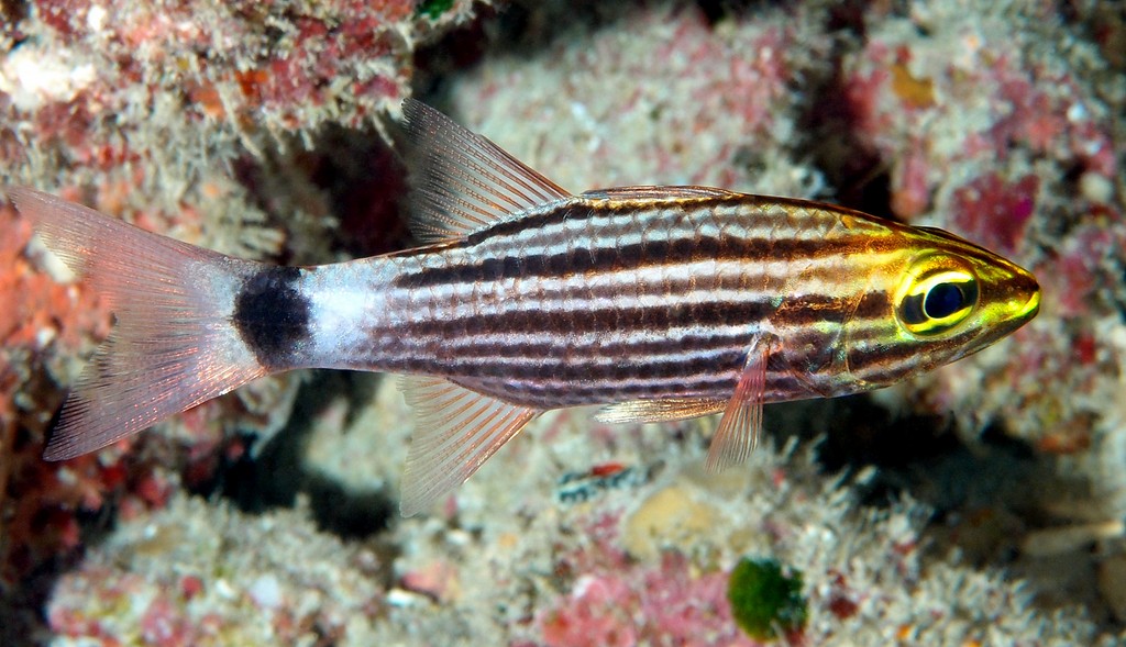 CHEILODIPTERUS MACRODON - (LACEPEDE, 1802)