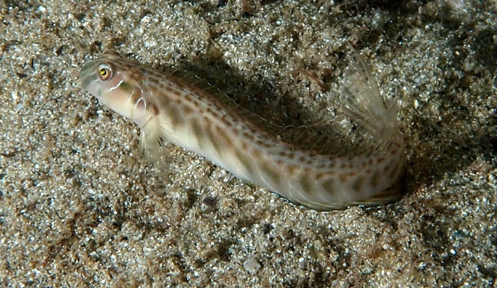 OMOBRANCHUS GERMAINI - (SAUVAGE, 1883)