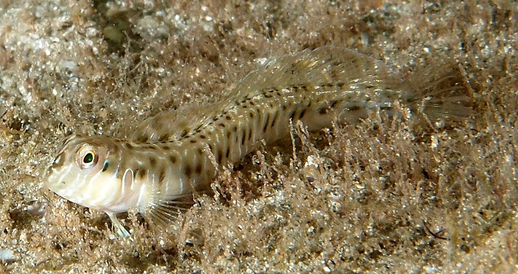 OMOBRANCHUS GERMAINI - (SAUVAGE, 1883)