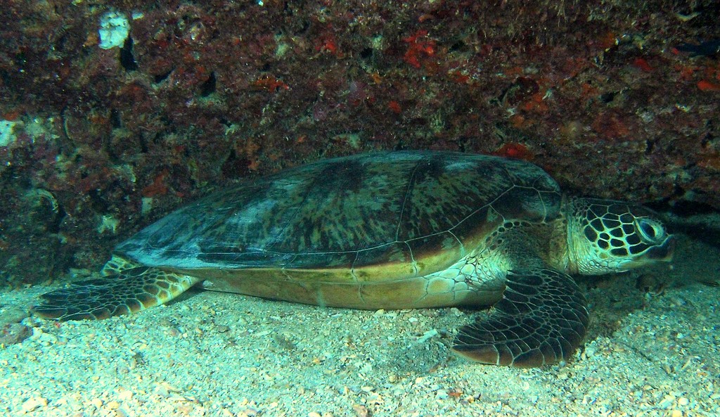 CHELONIA MYDAS - (LINNAEUS, 1758)