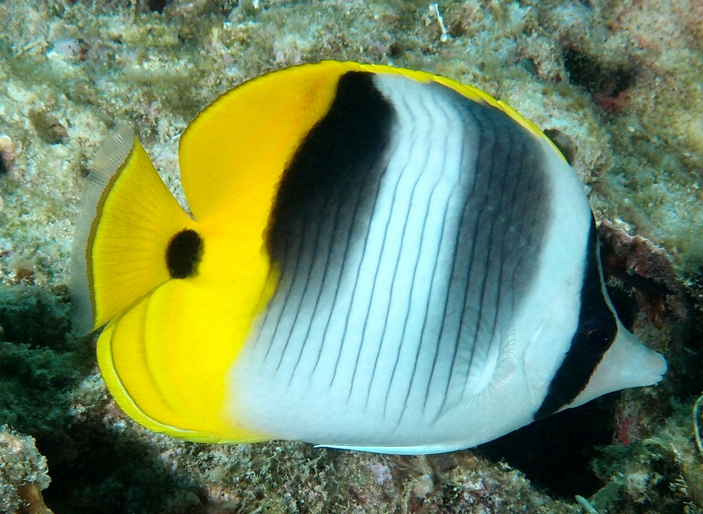 CHAETODON ULIETENSIS - (CUVIER, 1831)