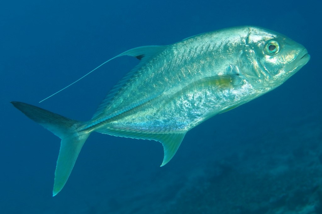 CARANGICHTHYS OBLONGUS - (CUVIER, 1833)