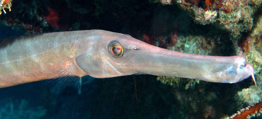 AULOSTOMUS CHINENSIS - (LINNAEUS, 1766)