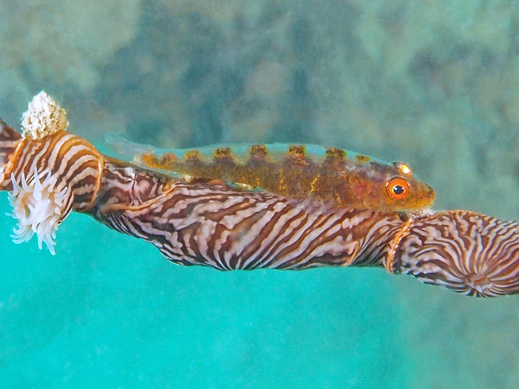 BRYANINOPS AMPLUS - (LARSON, 1985)