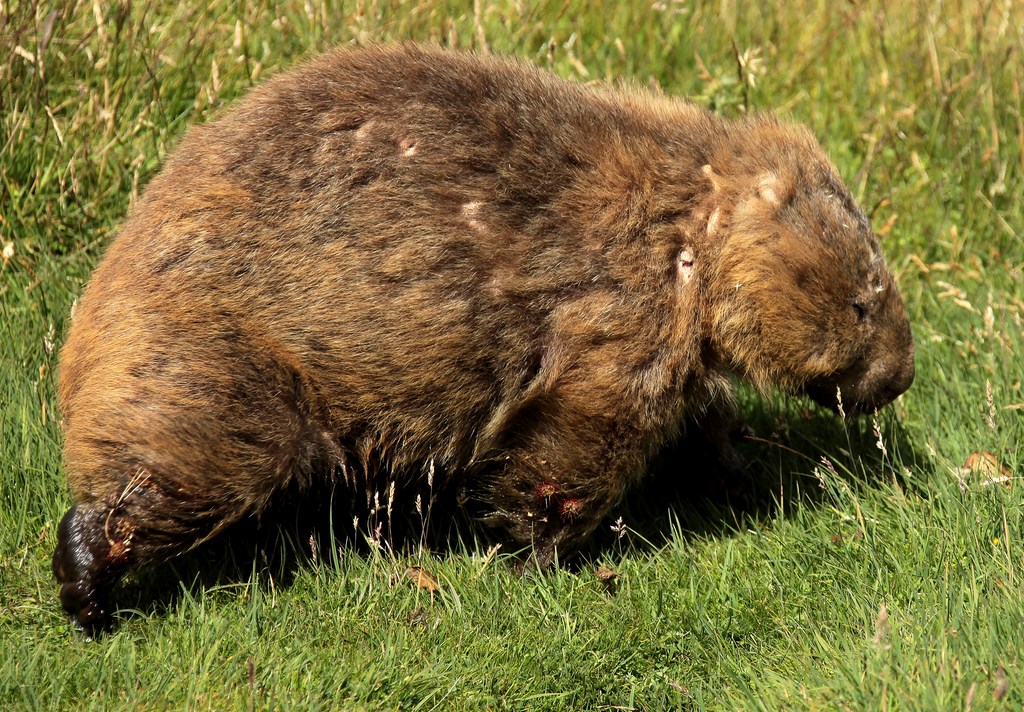 WOMBAT NATIVE MARSUPIAL AUSTRALIA